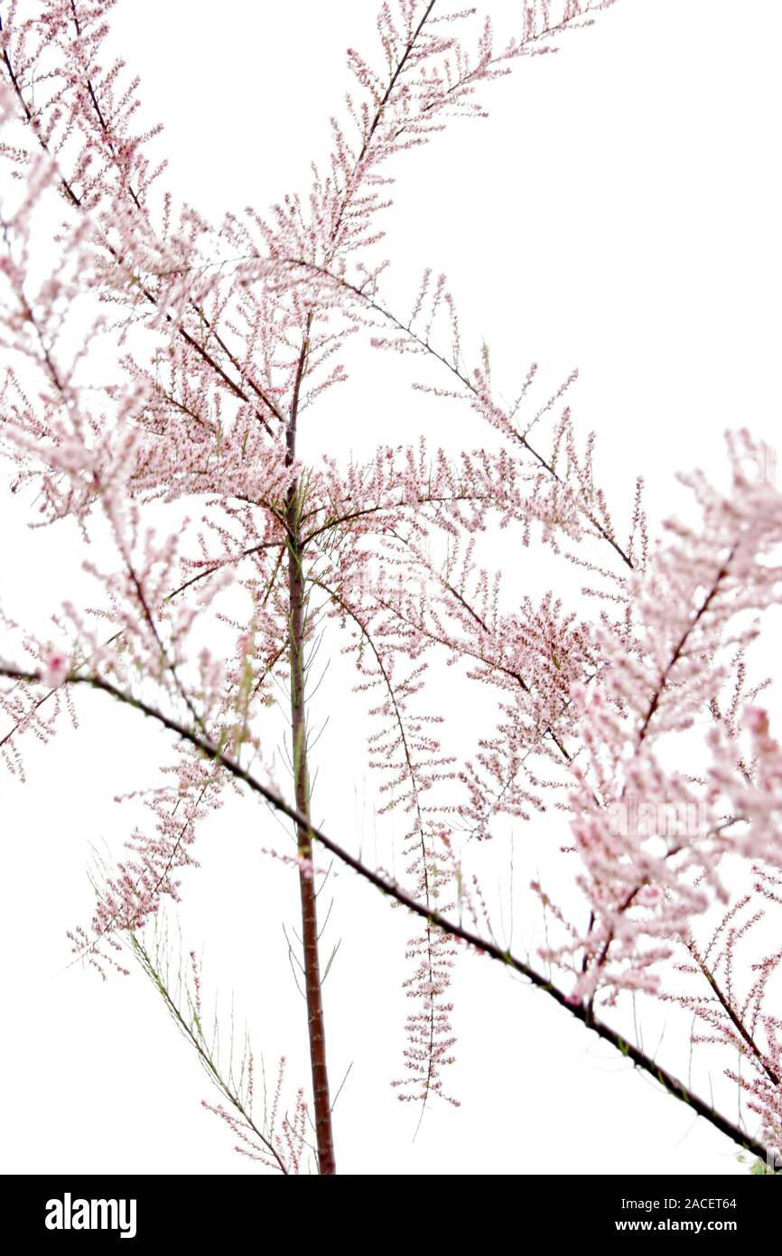 Tamarix tree flowers (Tamarix gallica). Photographed in the UK, in May ...