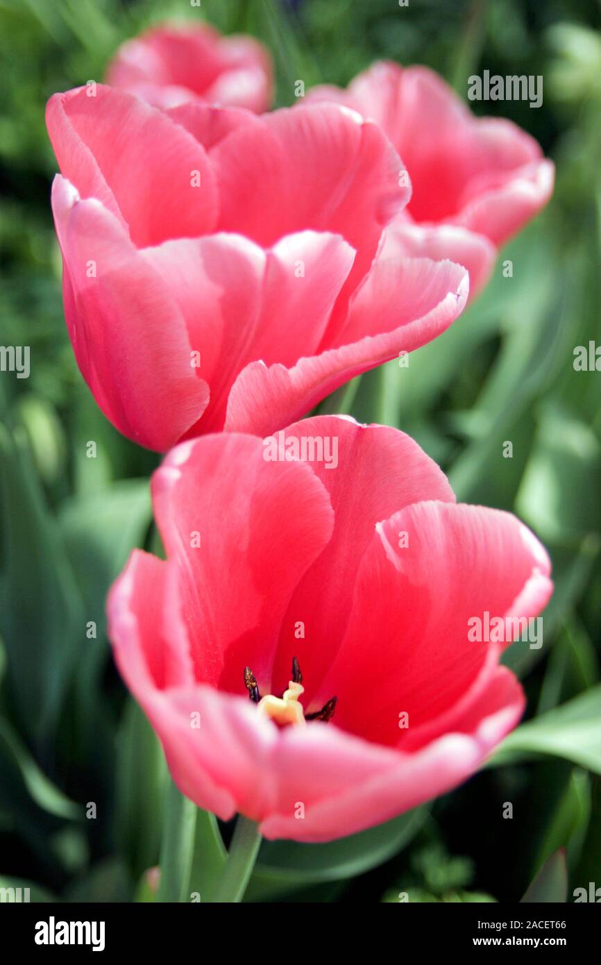Tulip flowers (Tulipa 'Pink Impression' Stock Photo - Alamy