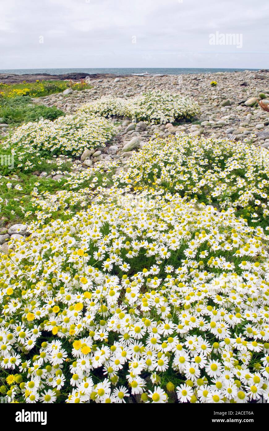 Sea mayweed flowers (Tripleurospermum maritimum) amongst shingle on a ...