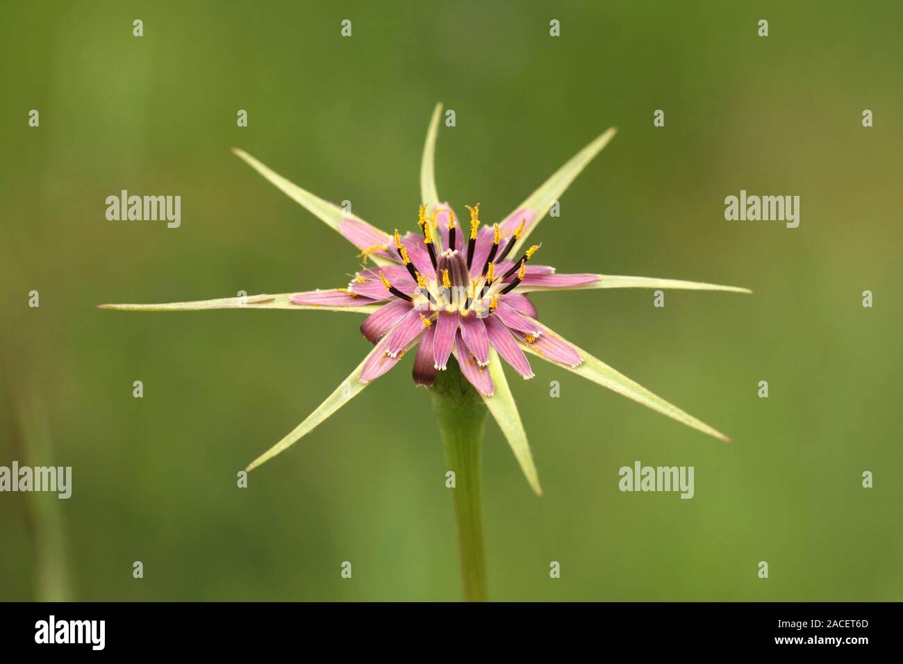 Pasture goatsbeard flower (Tragopogon hybridus). Photographed in ...