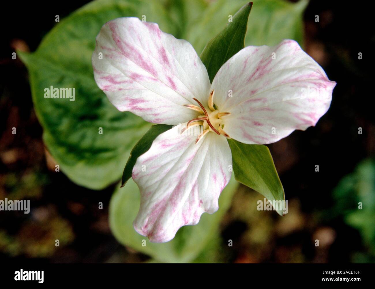 Wake robin flower (Trillium grandiflorum). Photographed in North ...