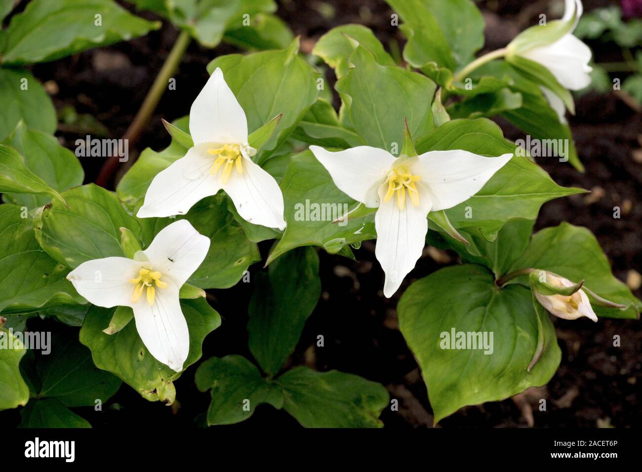 Wake robin flowers (Trillium grandiflorum) in spring. Photographed in ...
