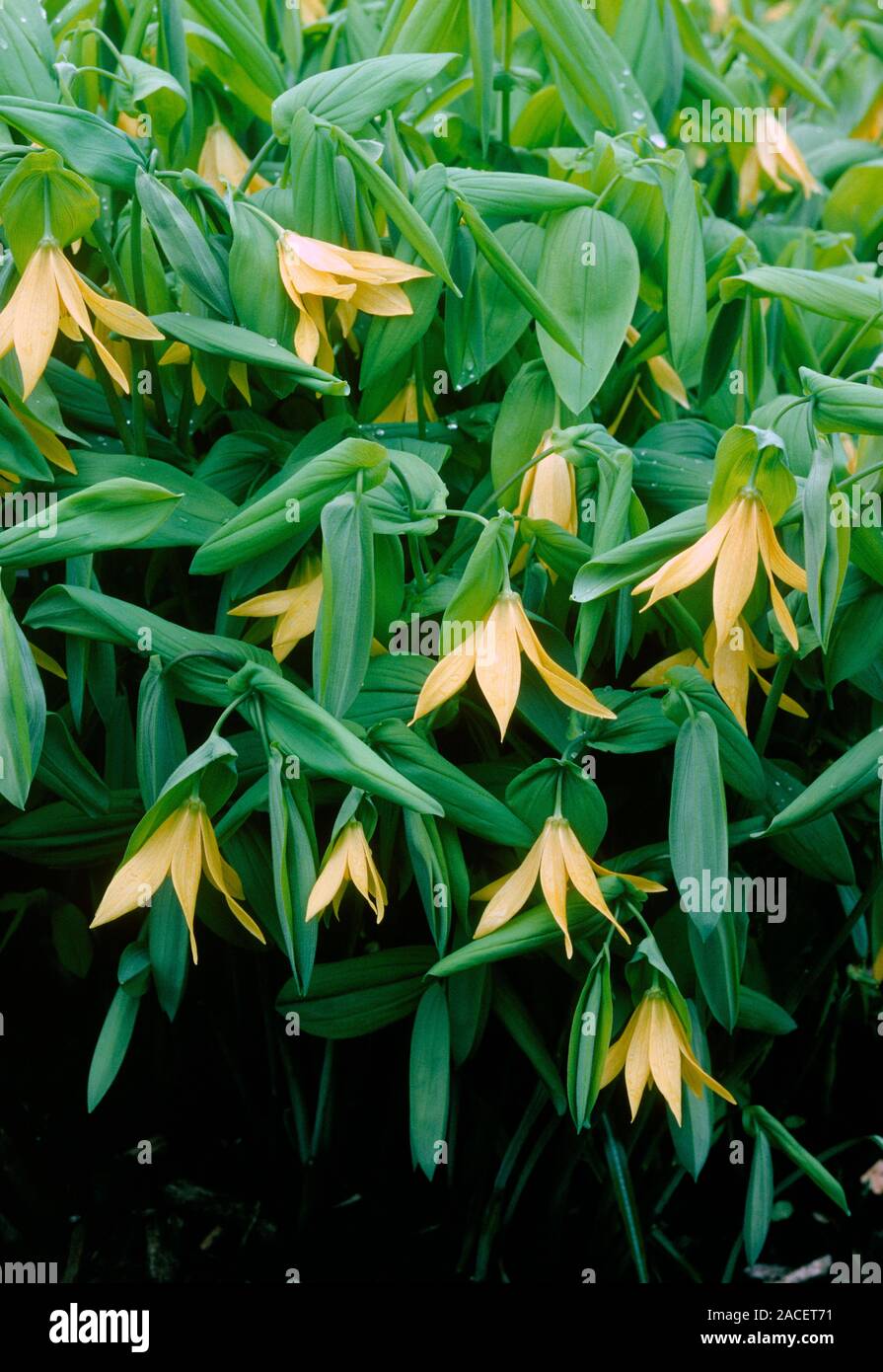 Large merrybells (Uvularia grandiflora). Clump of yellow flowers Stock ...
