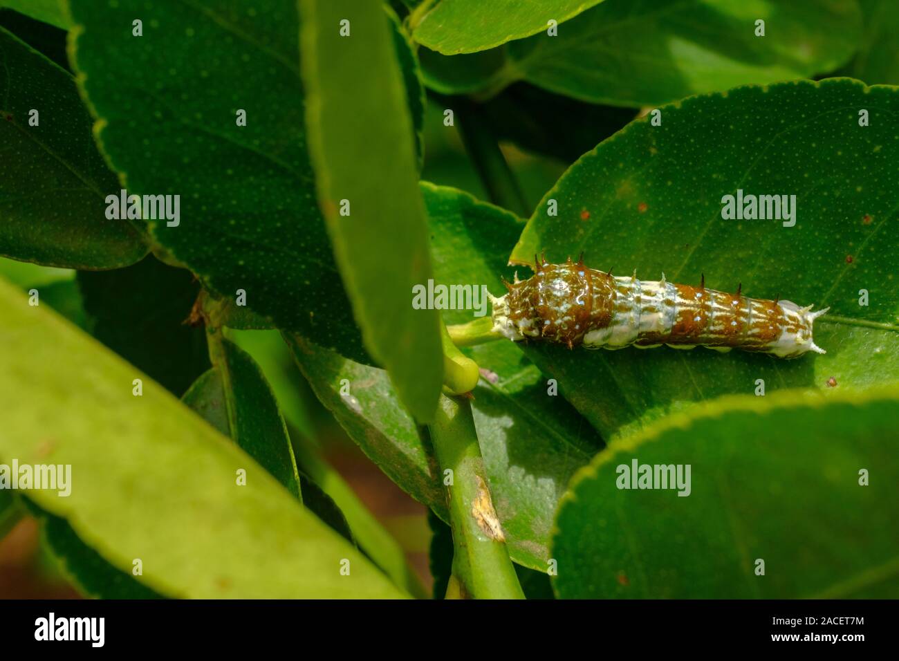Citrus Swallowtail Caterpillar Stock Photo - Alamy