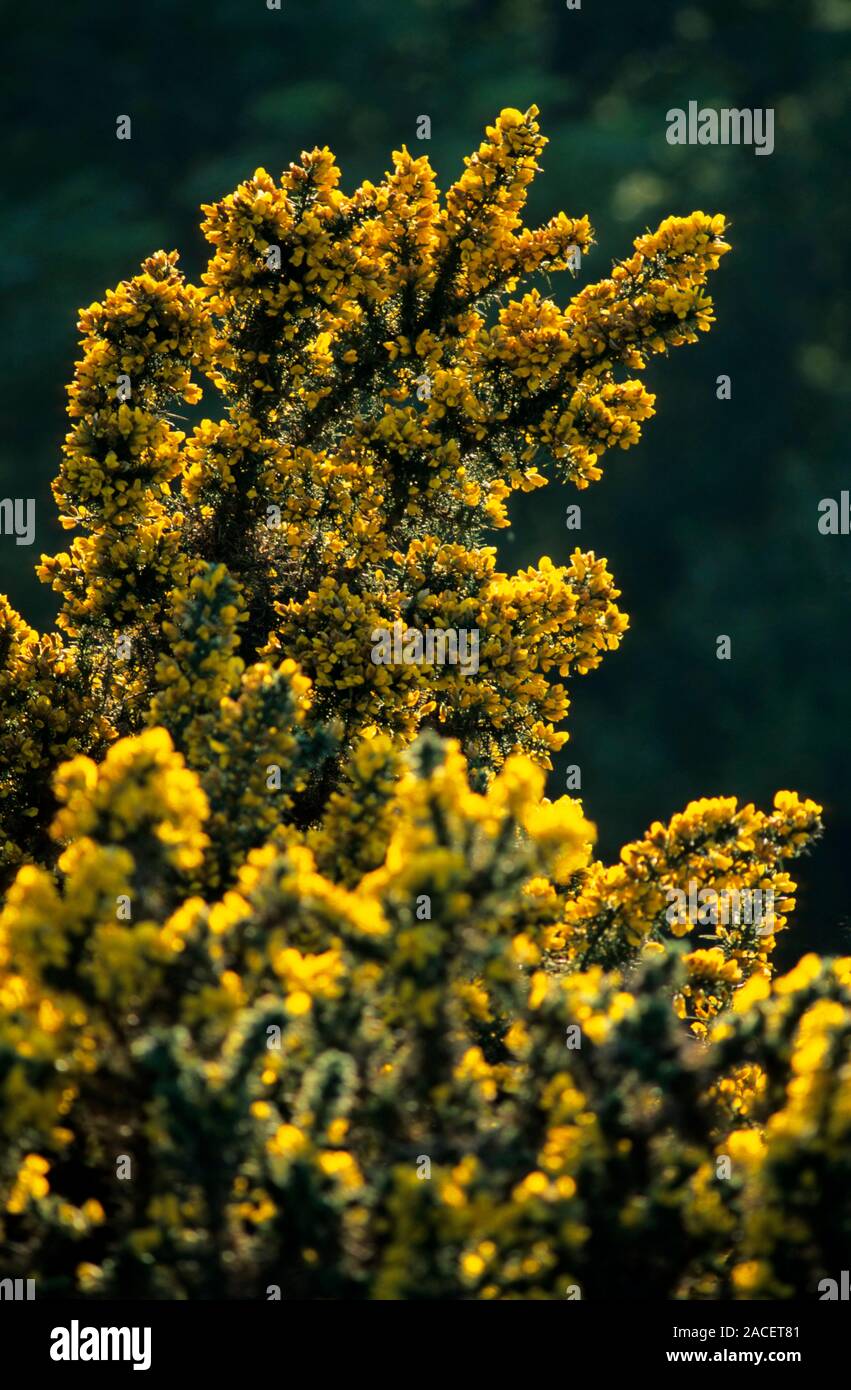 Gorse bush (Ulex sp Stock Photo - Alamy