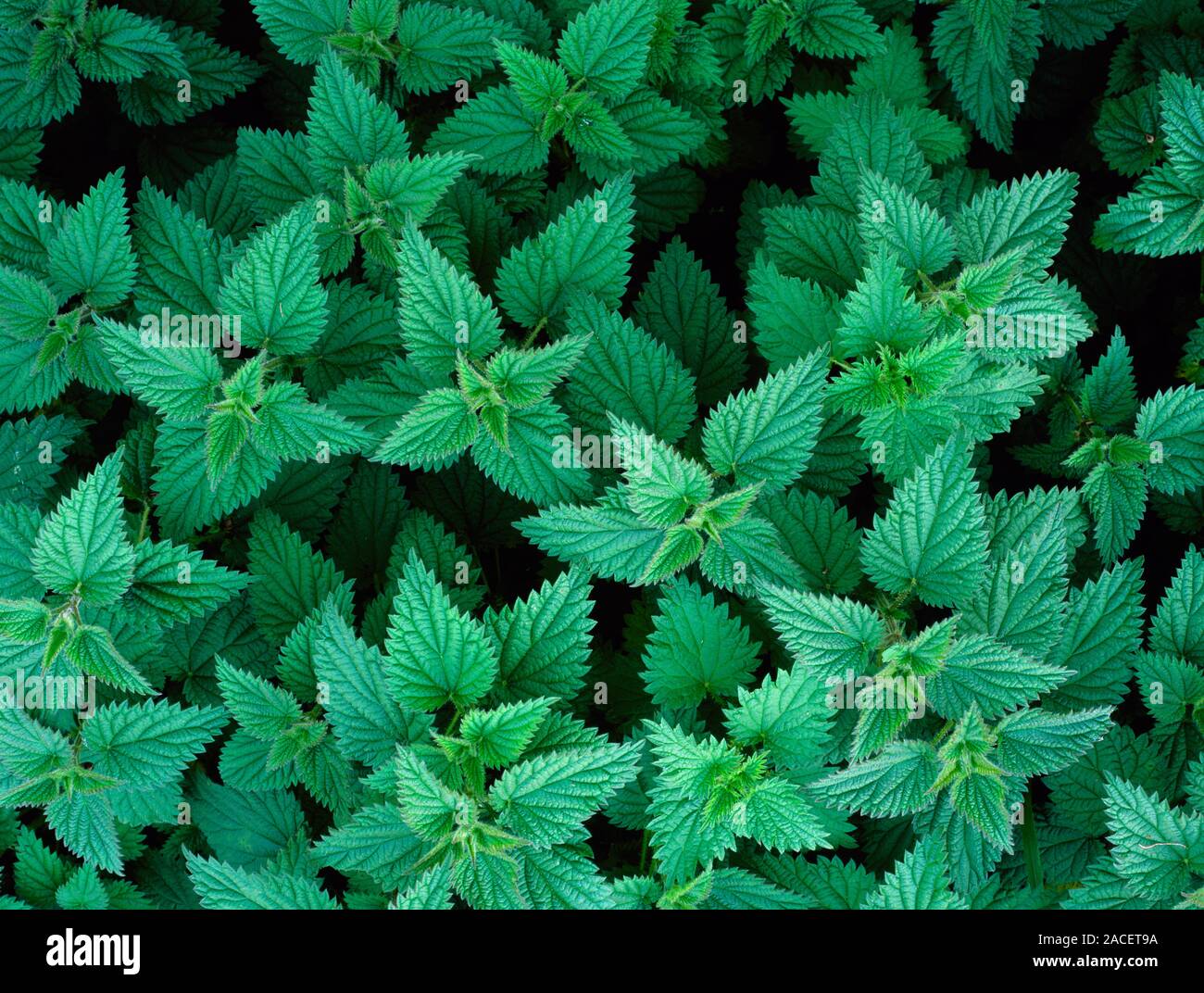 Common nettle (Urtica dioica Stock Photo - Alamy