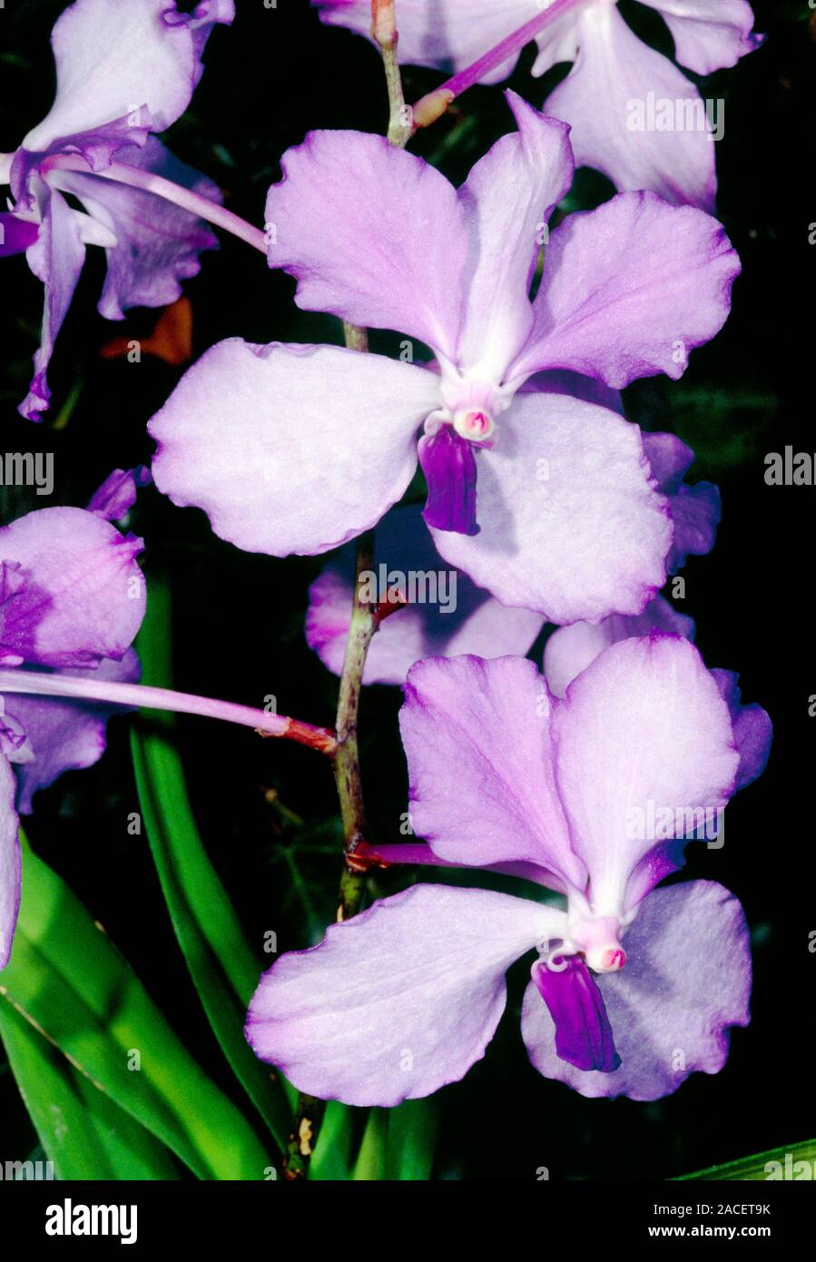 Vanda coerulea. Native to high elevations in northeast India China ...