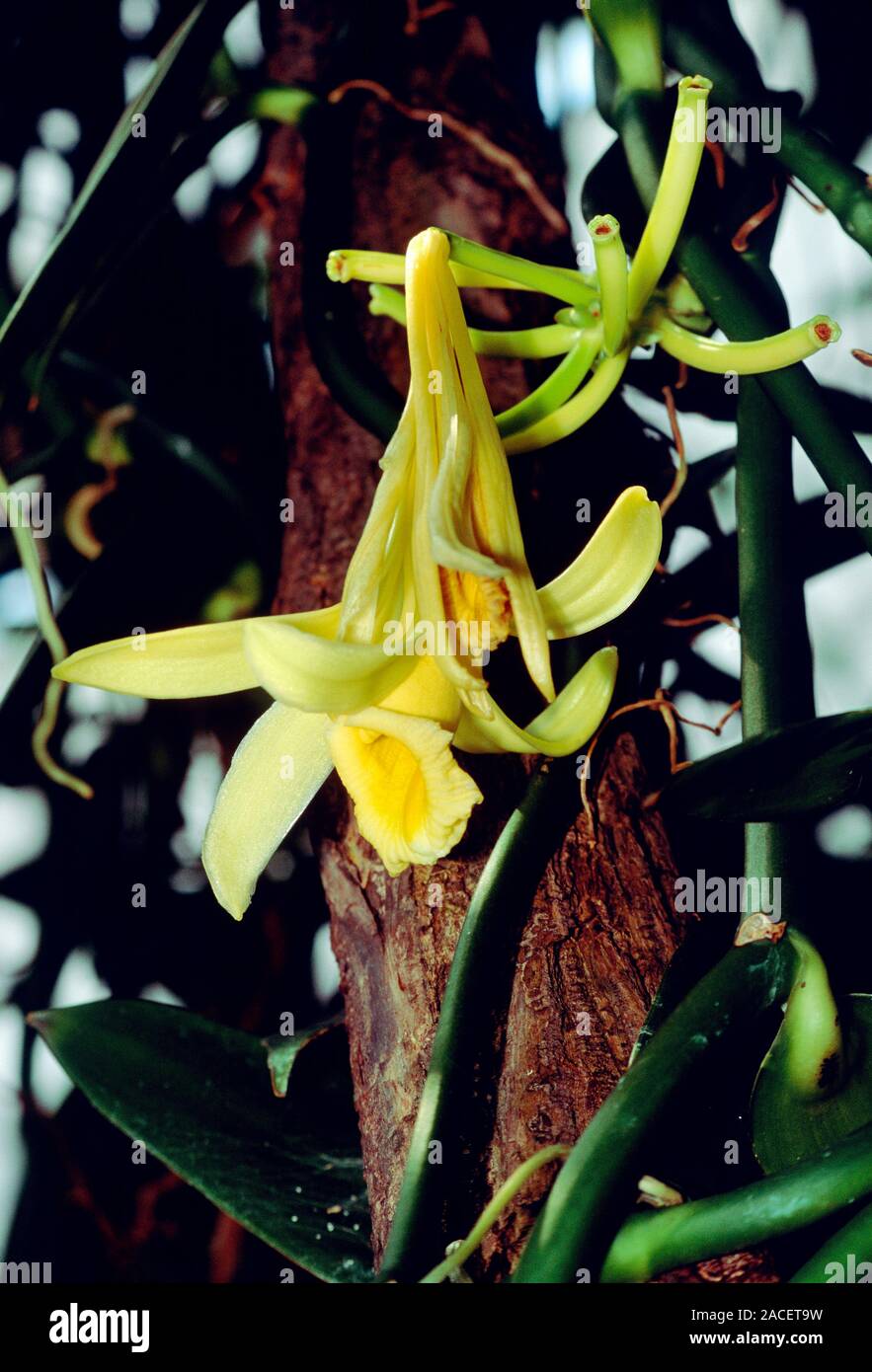 Vanilla fragrans. Vanilla close up of flower. Photographed in Lund ...
