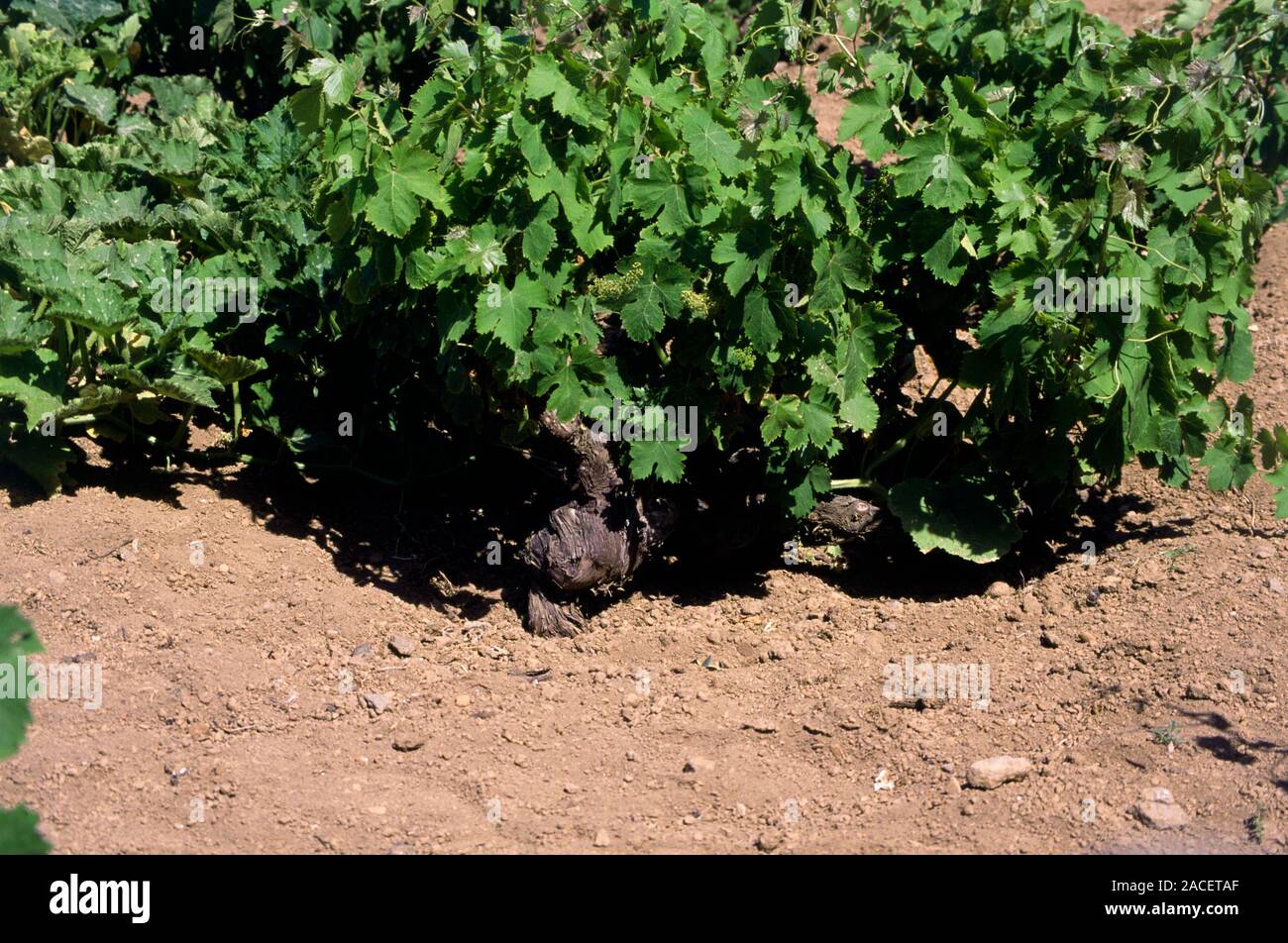 Vitis vinifera ZIBBIBO. Wind protecting dwarf stem Tracino.Pantellaria ...