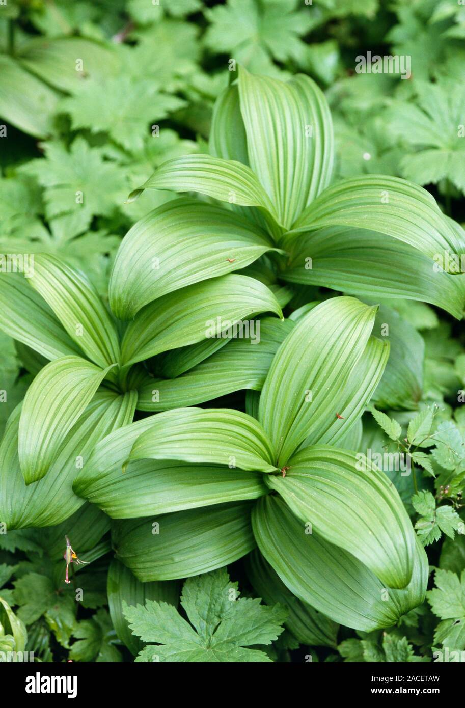 Veratrum viride. ''corn lily, foliage Stock Photo - Alamy