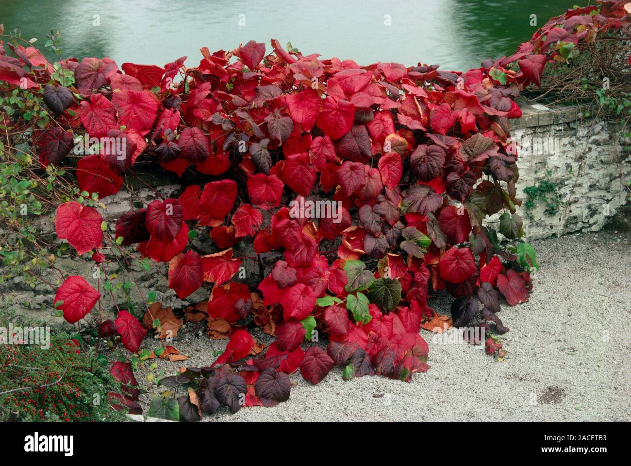 Vitis coignetiae. Crimson Glory Vine creeping plant red foliage over ...
