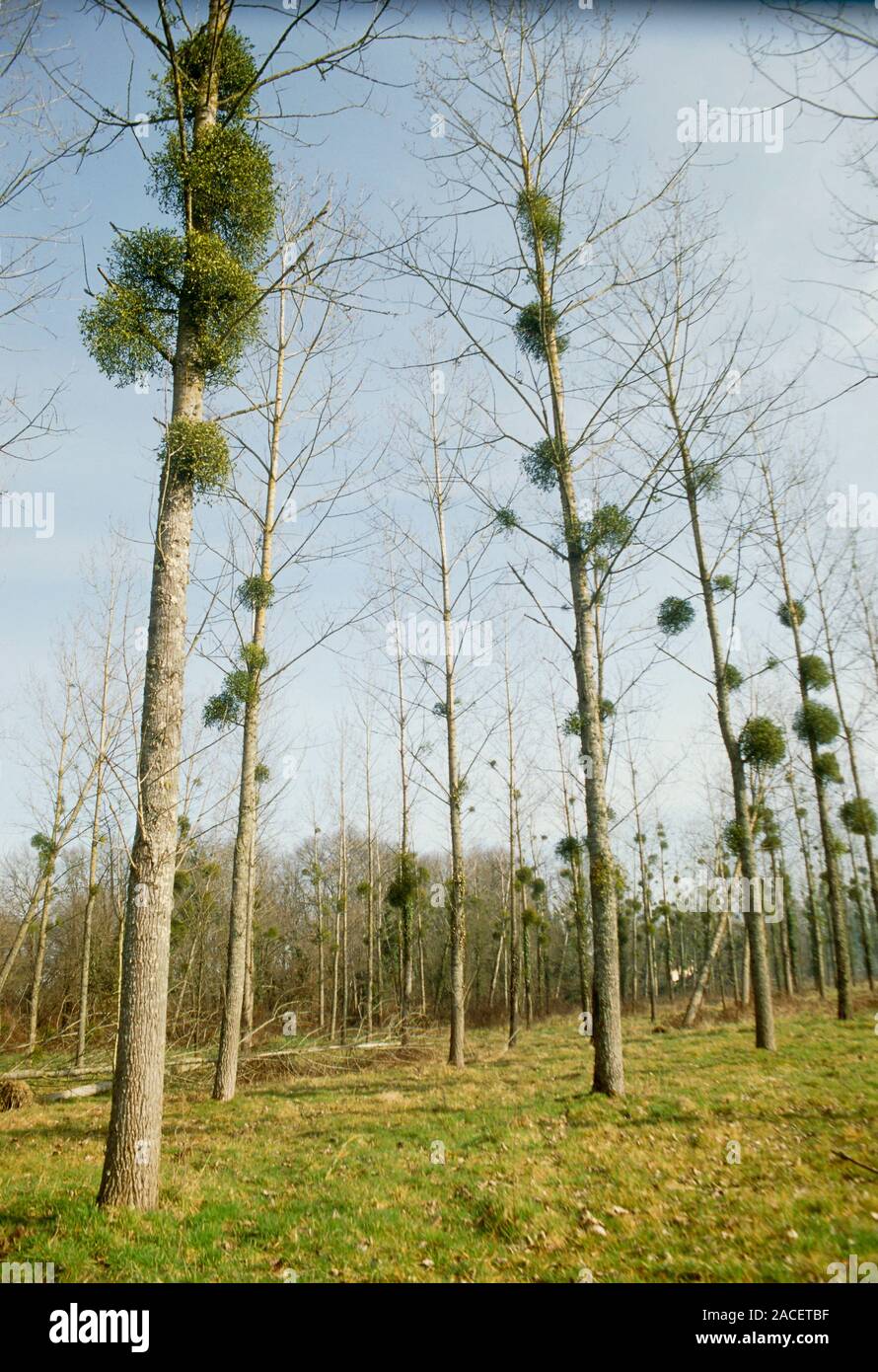 Viscum album. Mistletoe on populus nigra black poplar hybrid parasite ...