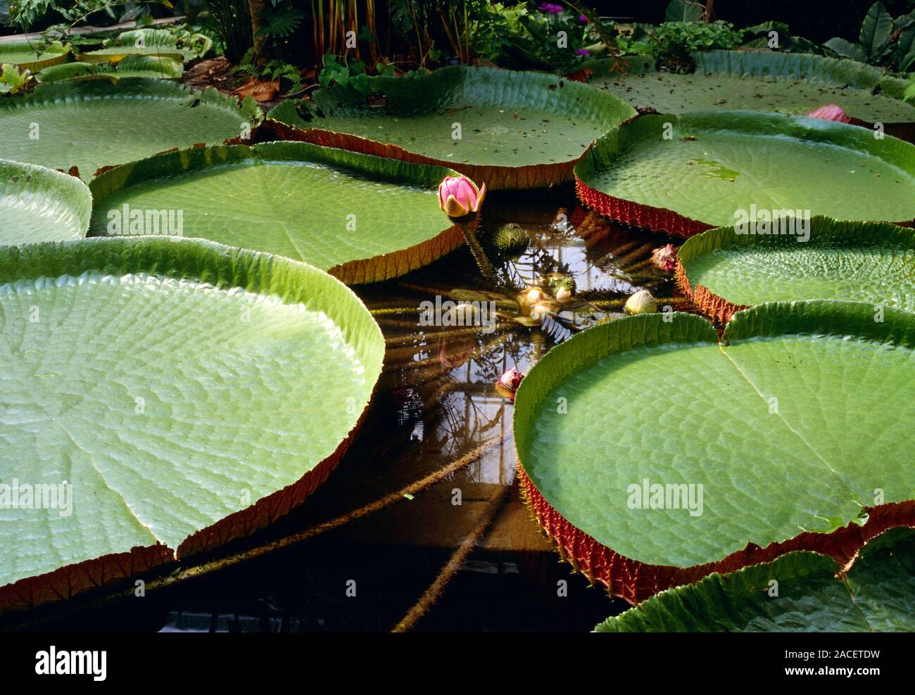Victoria amazonica x cruziana ( longwood hybrid) Giant water lily ...