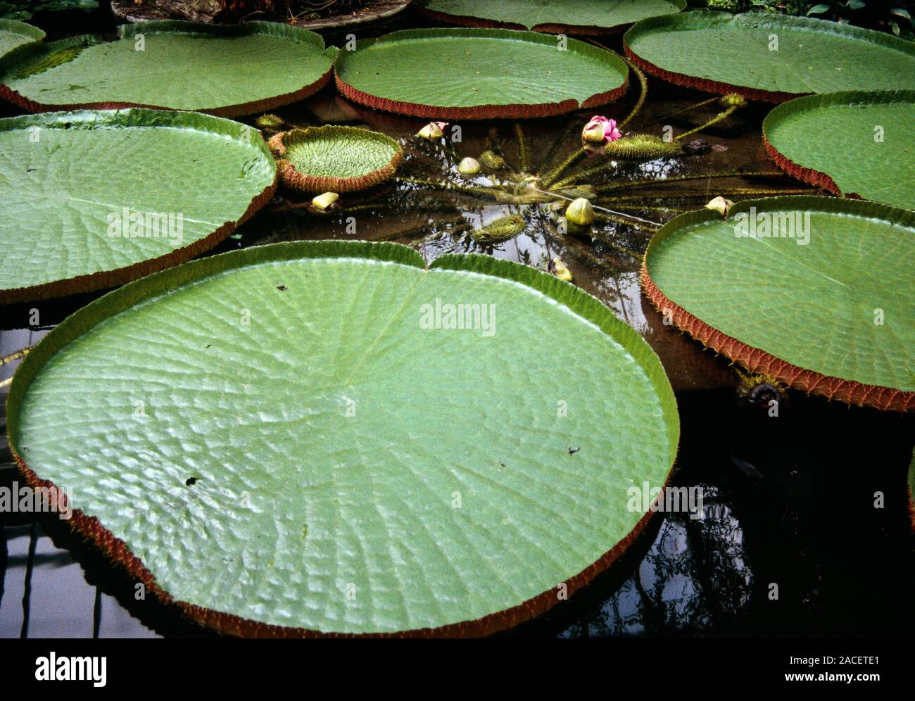 Victoria amazonica. Giant Water Lily close up Amazon Water lily leaves ...