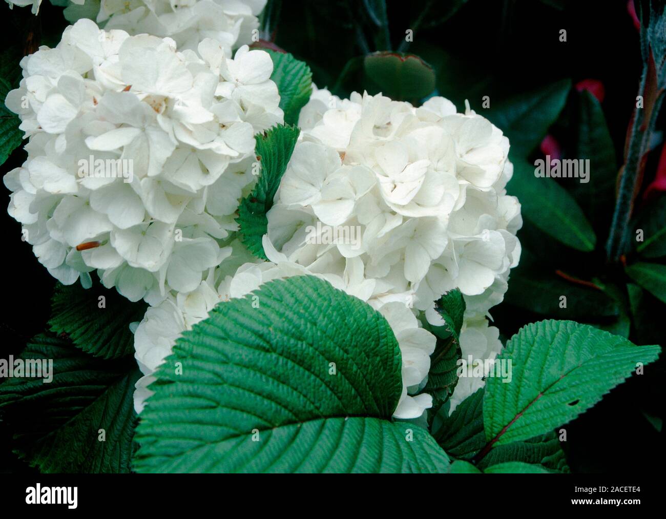 Viburnum opulus STERILE. Close up of white fowers Mrs Ailsa Allaby ...