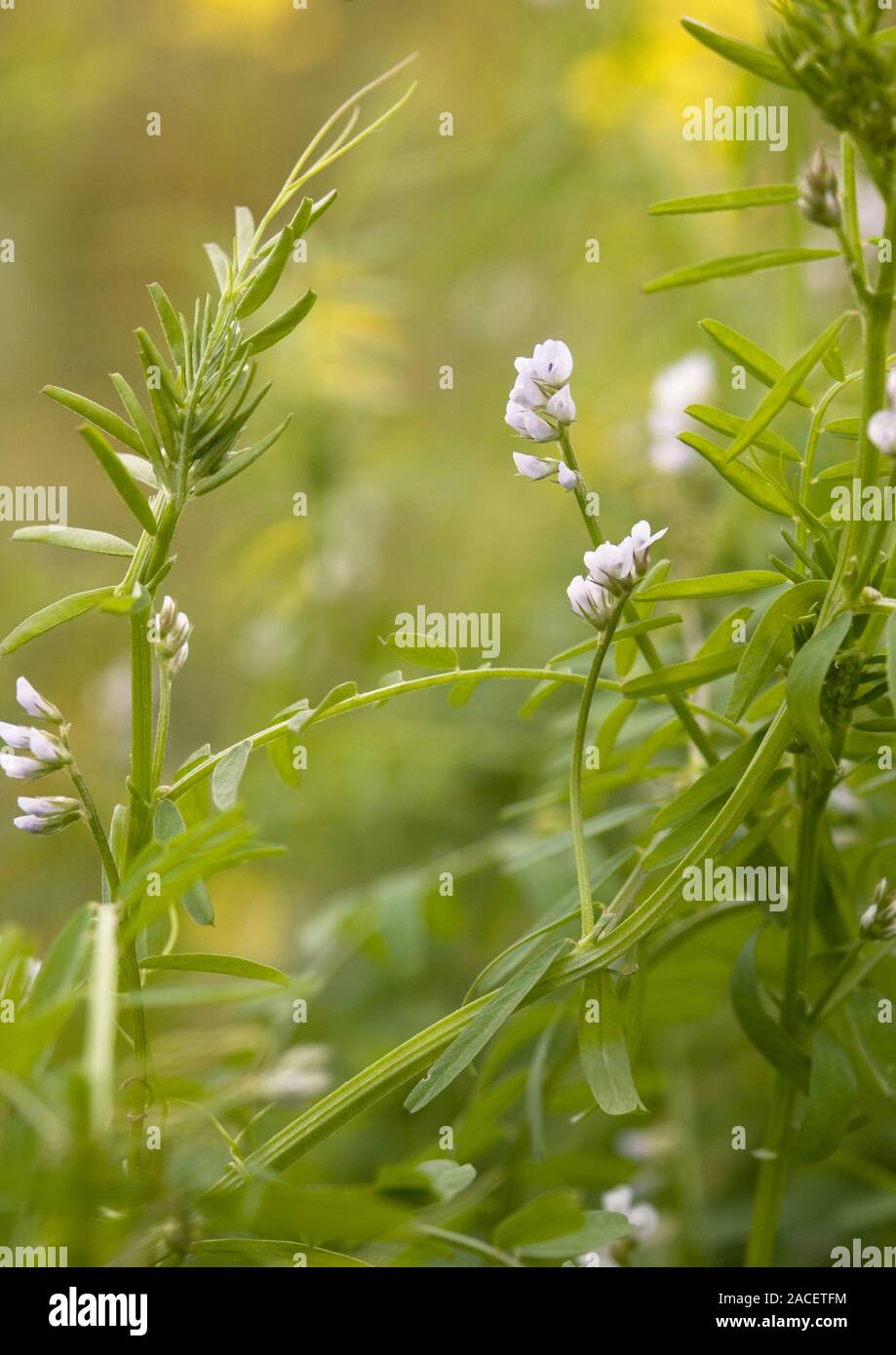 Hairy tare flower (Vicia hirsuta) in a cornfield Stock Photo - Alamy