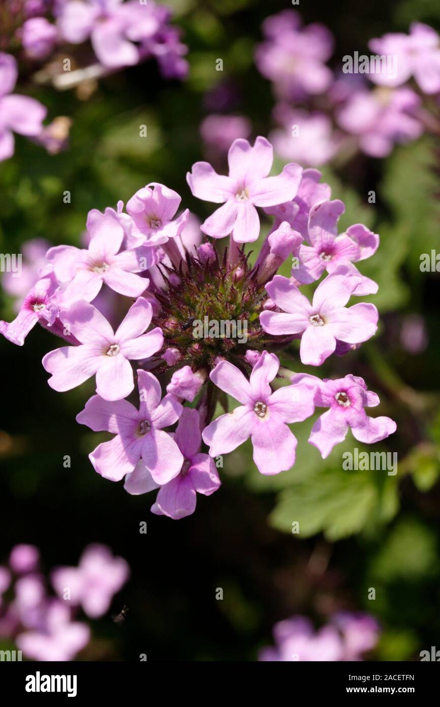 Rose vervain flowers (Verbena canadensis 'Toronto Silver Pink' Stock ...