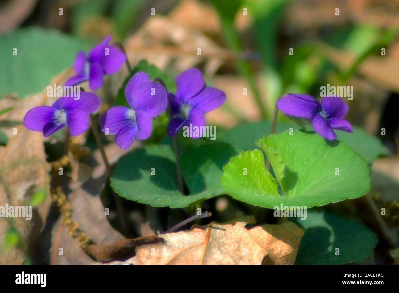 Common blue violets (Viola sororia). Photographed in May Stock Photo ...
