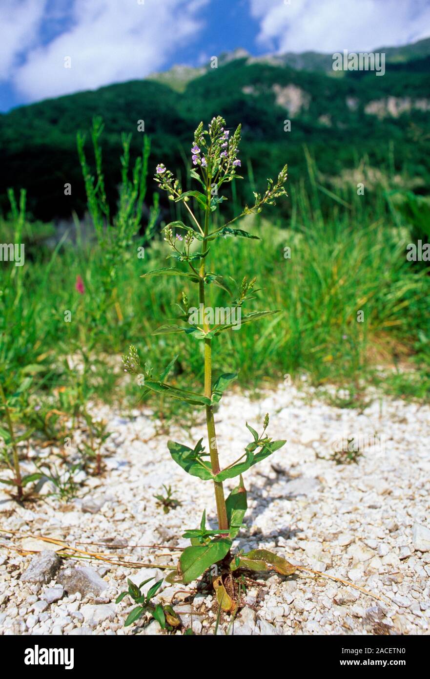 Water speedwell (Veronica anagallis-aquatica). Photographed in Abruzzo ...