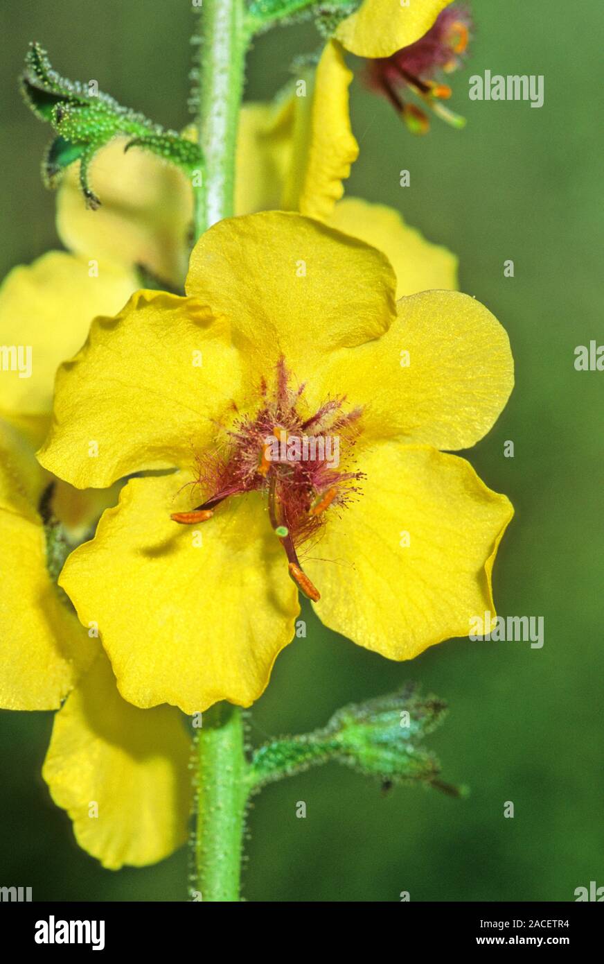 Moth mullein (Verbascum blattaria Stock Photo - Alamy