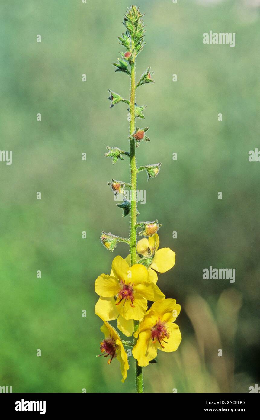 Moth mullein (Verbascum blattaria Stock Photo - Alamy