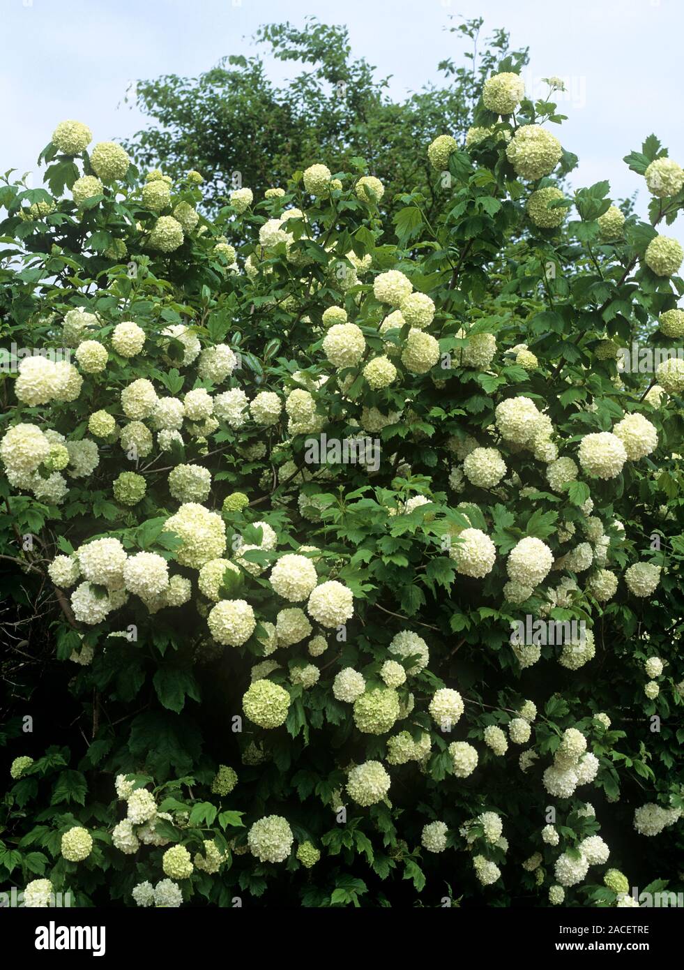 Snowball bush (Viburnum opulus 'Sterile' Stock Photo - Alamy