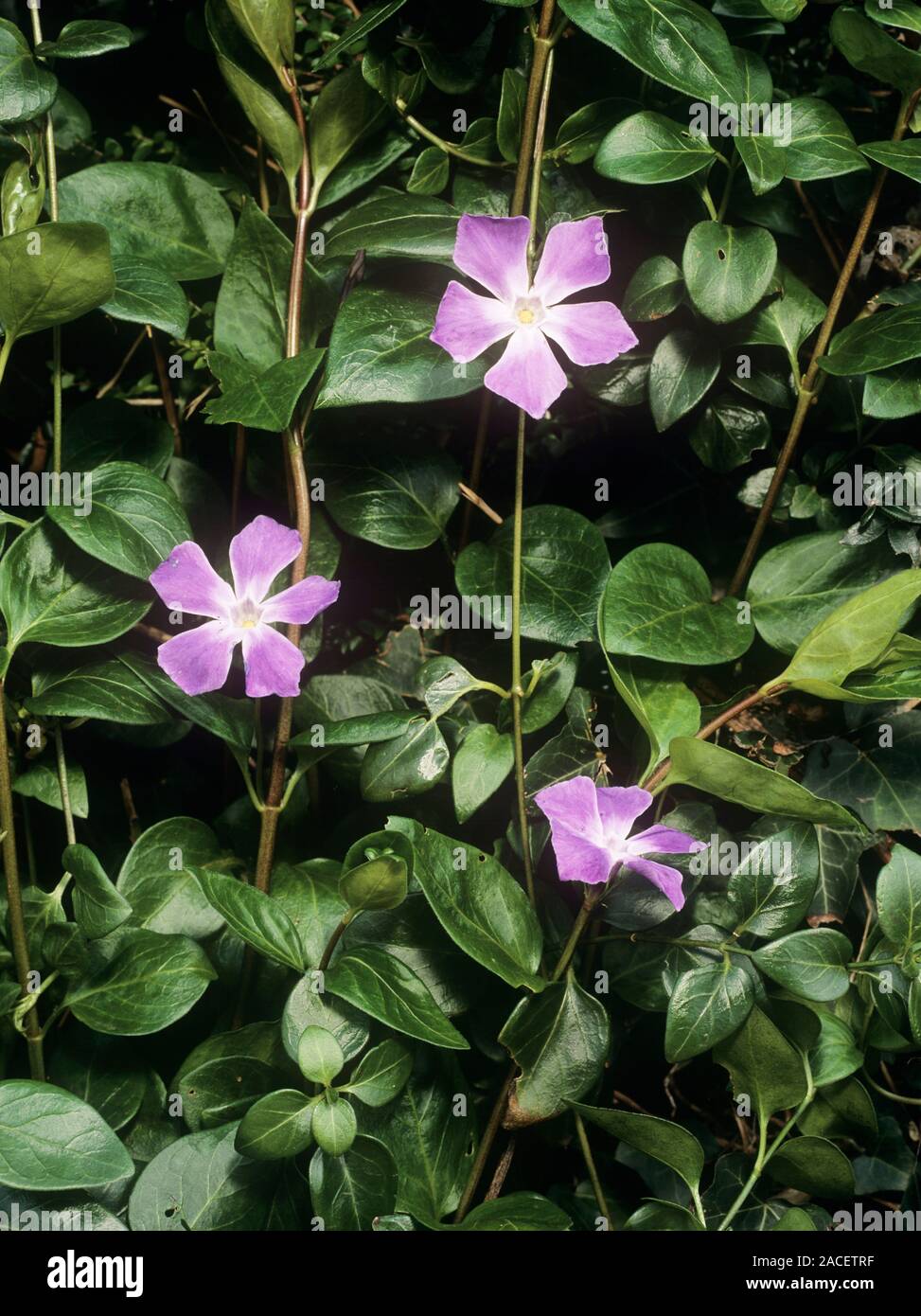 Greater periwinkle (Vinca major). Photographed in south Devon, UK Stock ...