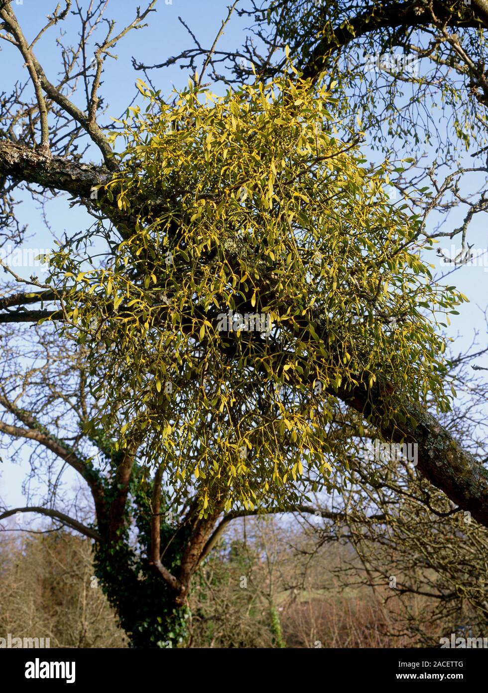 Mistletoe (Viscum album) in fruit, growing on an Apple tree (Malus sp ...
