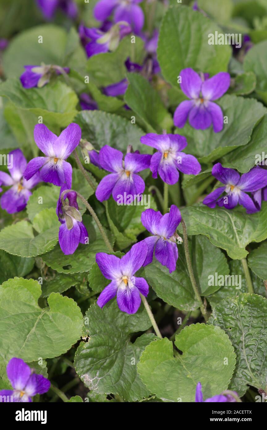 Common dog violet flowers (Viola riviniana Stock Photo - Alamy