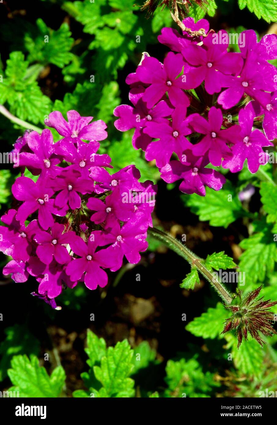 Verbena flowers (Verbena x canadensis 'Homestead Purple'). Photographed ...