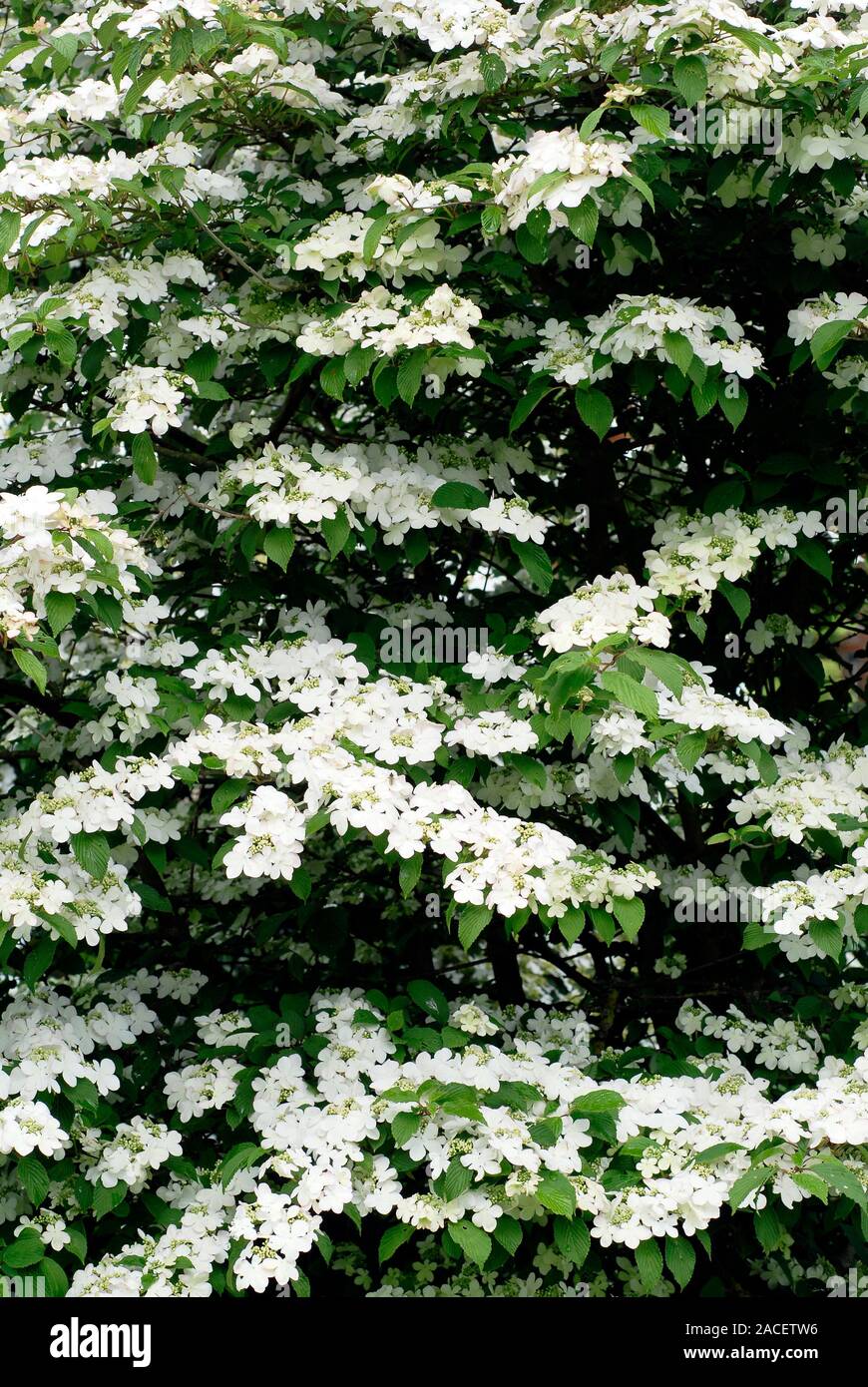 Japanese snowball bush (Viburnum plicatum 'Pink Beauty') in flower ...