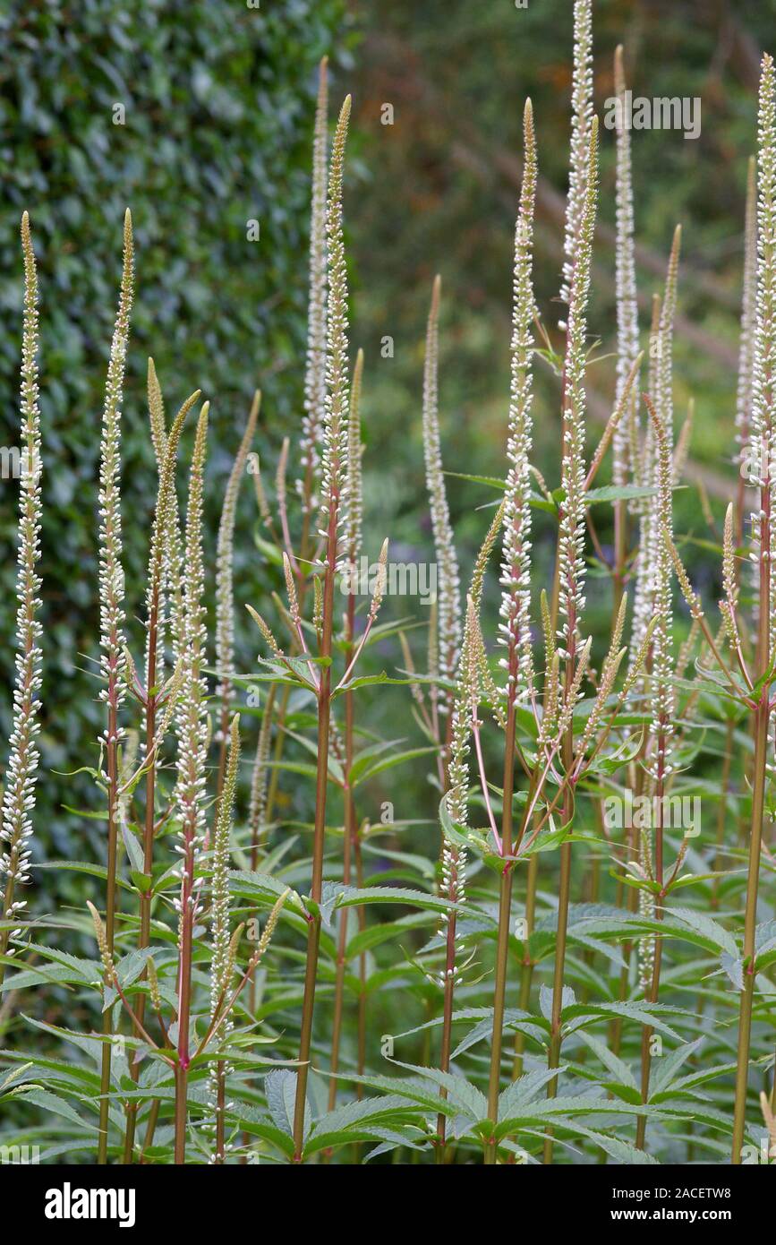 Culver's root flowers (Veronicastrum virginicum 'Album' Stock Photo - Alamy