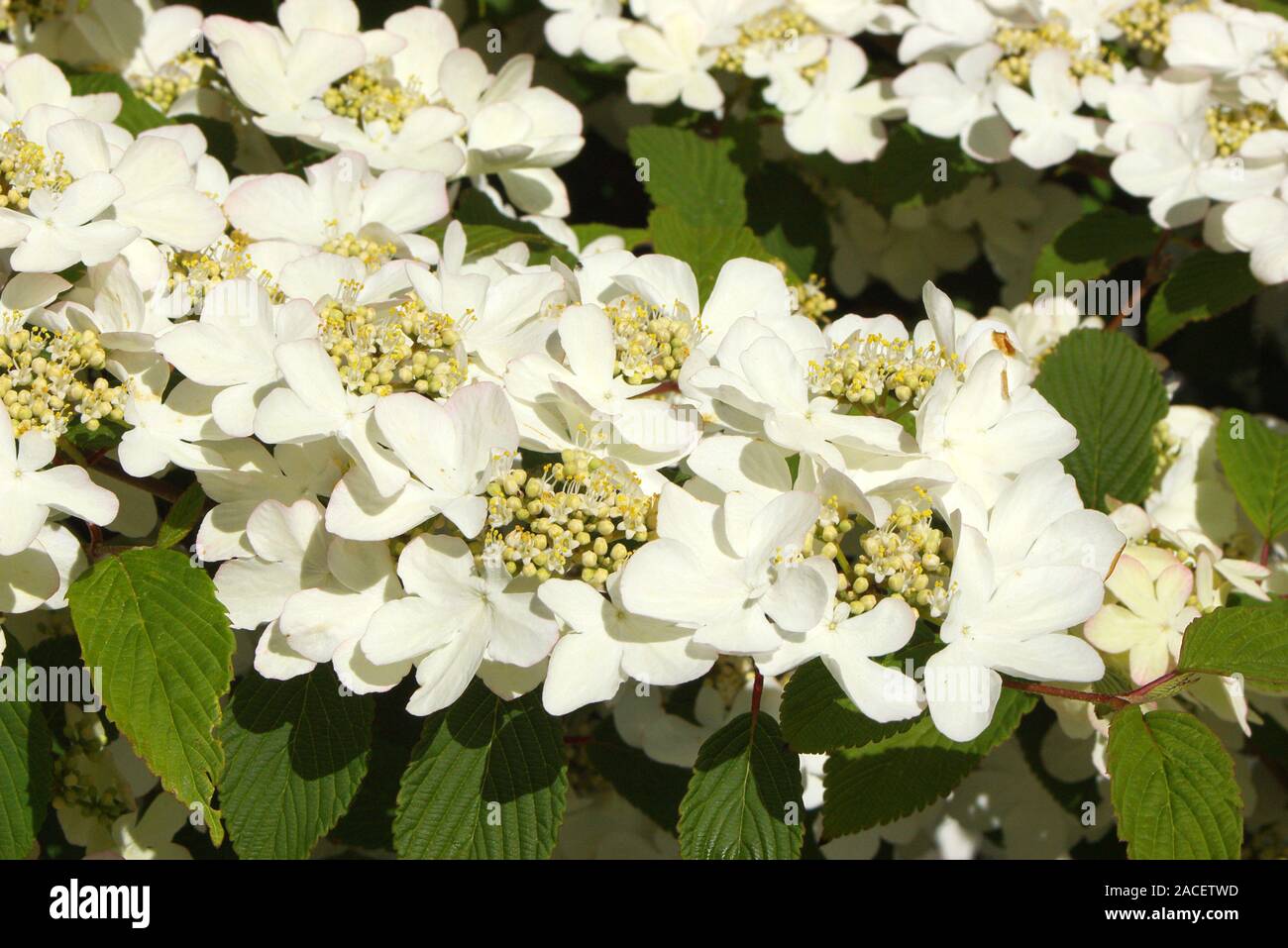 Japanese snowball flowers (Viburnum plicatum). This plant is in bloom ...