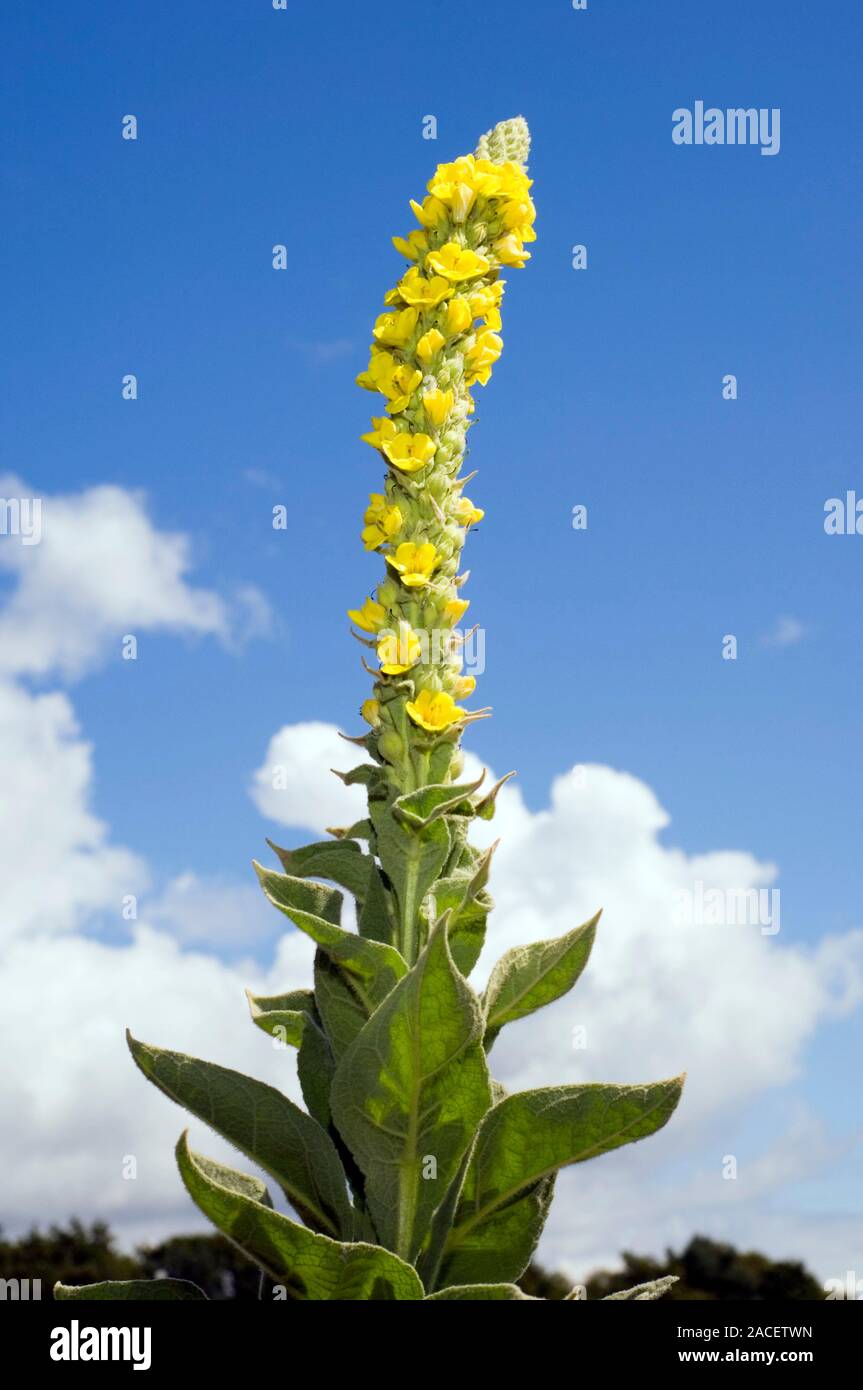 Great mullein flower spike (Verbascum thapsus). Photographed in Dorset ...