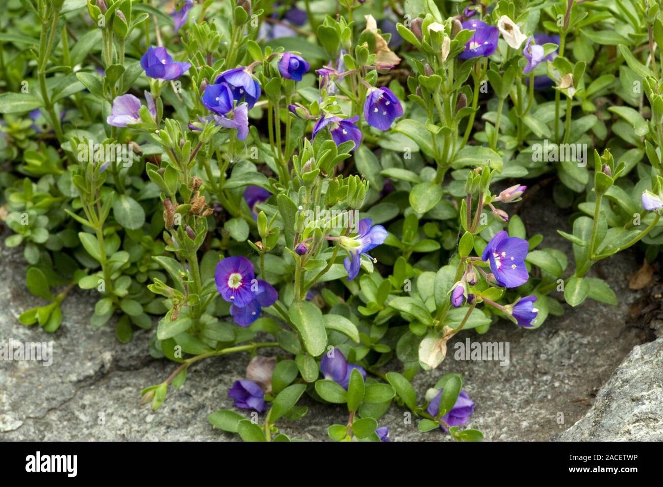 Rock speedwell (Veronica fruticans) in flower. Photographed in July, in ...