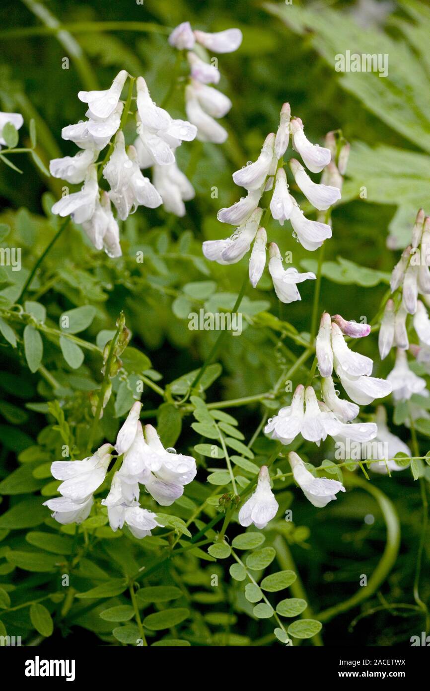 Wood vetch flowers (Vicia sylvatica Stock Photo - Alamy