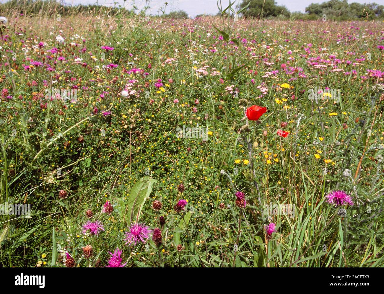 Wild flower meadow. Mass of wildflowers Les Borg Stock Photo - Alamy
