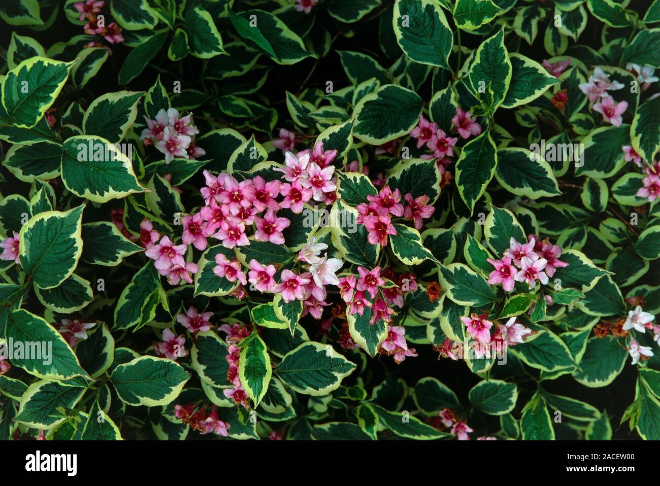 Weigela florida variegata. Pink flowers and foliage Stock Photo - Alamy