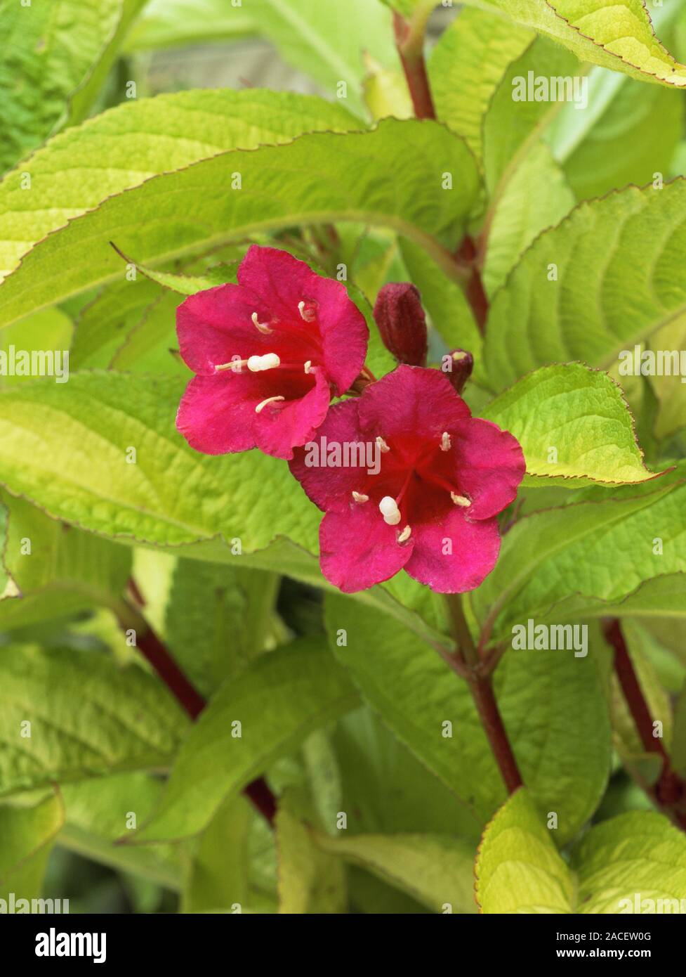 Weigela Briant Rubidor. Close-up of carmine-red flowers Stock Photo - Alamy