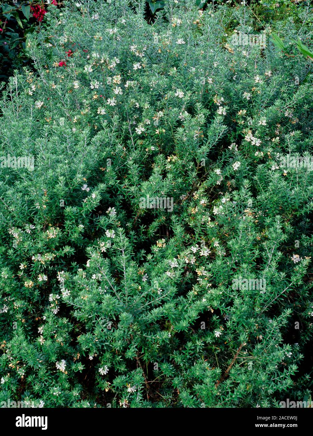 Australian rosemary (Westringia fruticosa Stock Photo - Alamy