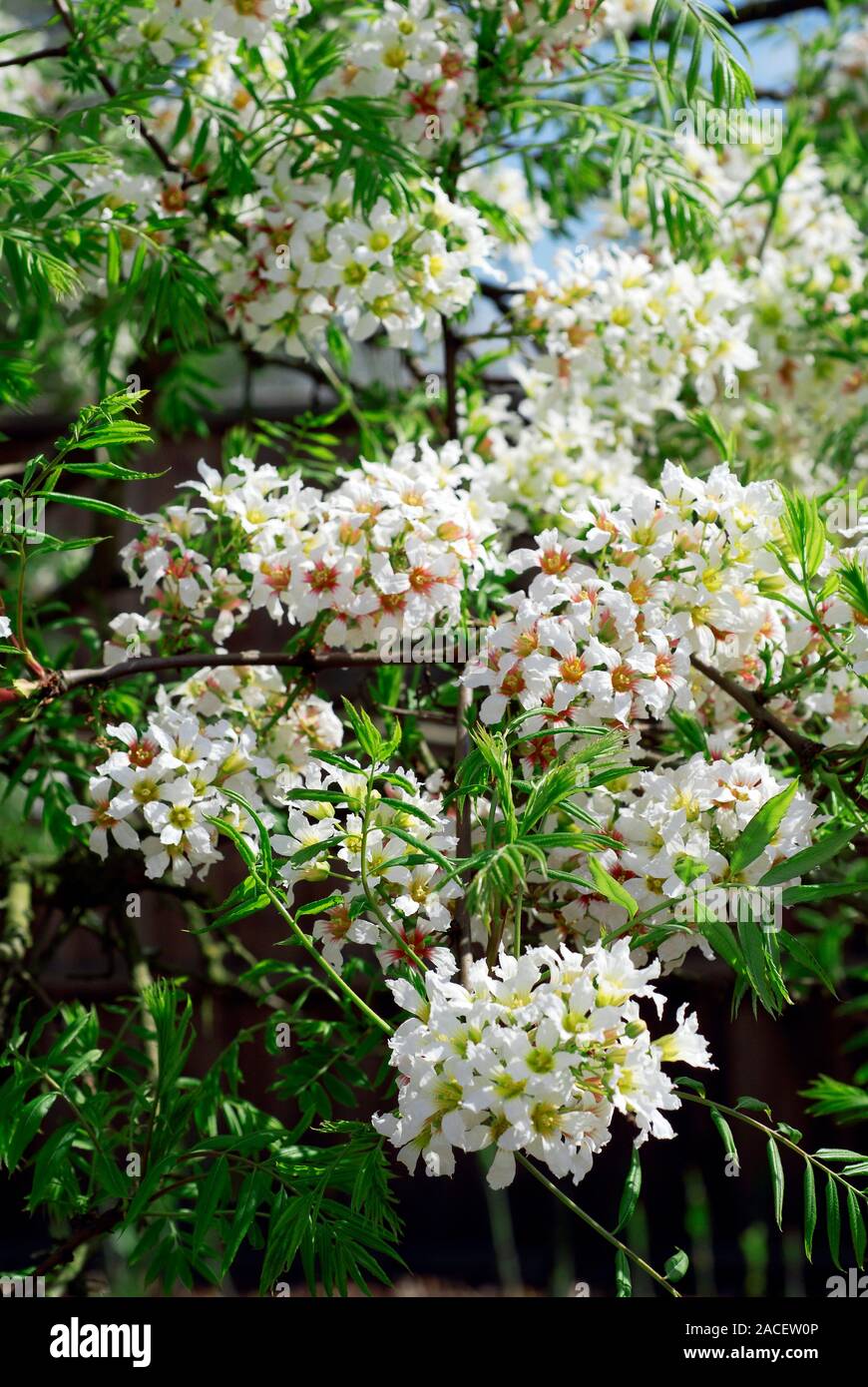 Chinese flowering chestnut (Xanthoceras sorbifolium). Photographed in ...