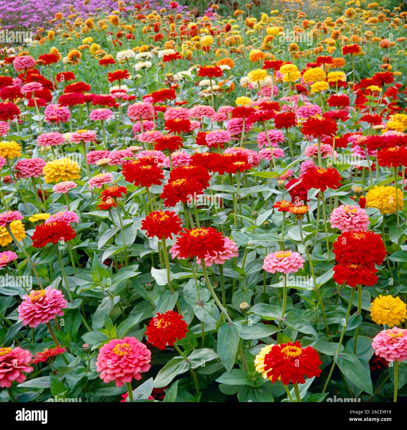 Zinnia RUFFLES. Mass of flowers mixed colours in border Stock Photo - Alamy