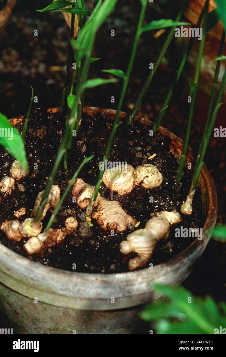 Zingiber officinalis. Common Ginger with sproats in pot Stock Photo - Alamy