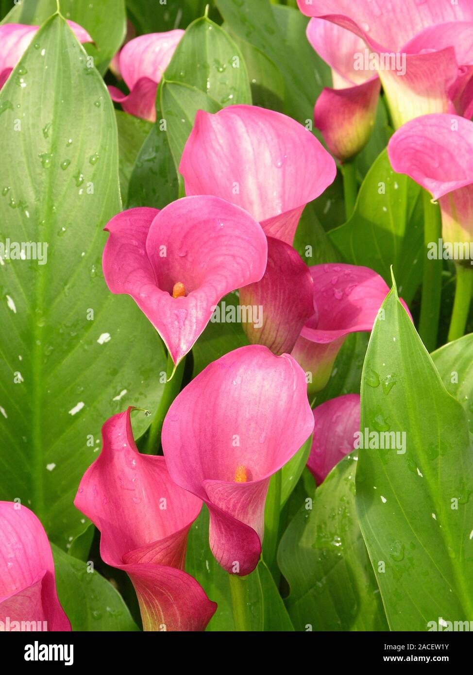 Calla lilies (Zantedeschia 'Captain Romance' Stock Photo - Alamy