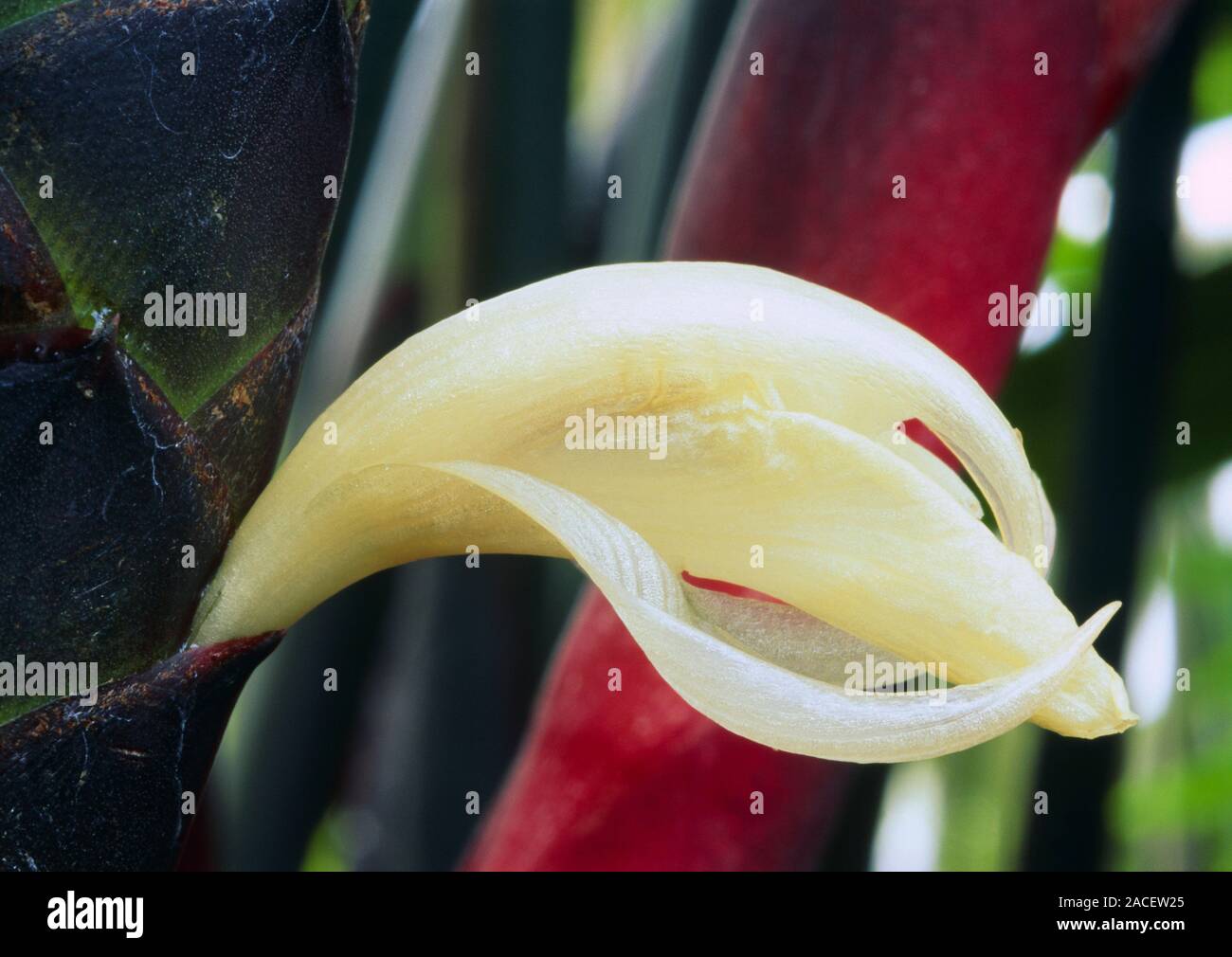 Ginger flower (Zingiber vinosum). Photographed in the Royal Botanic ...
