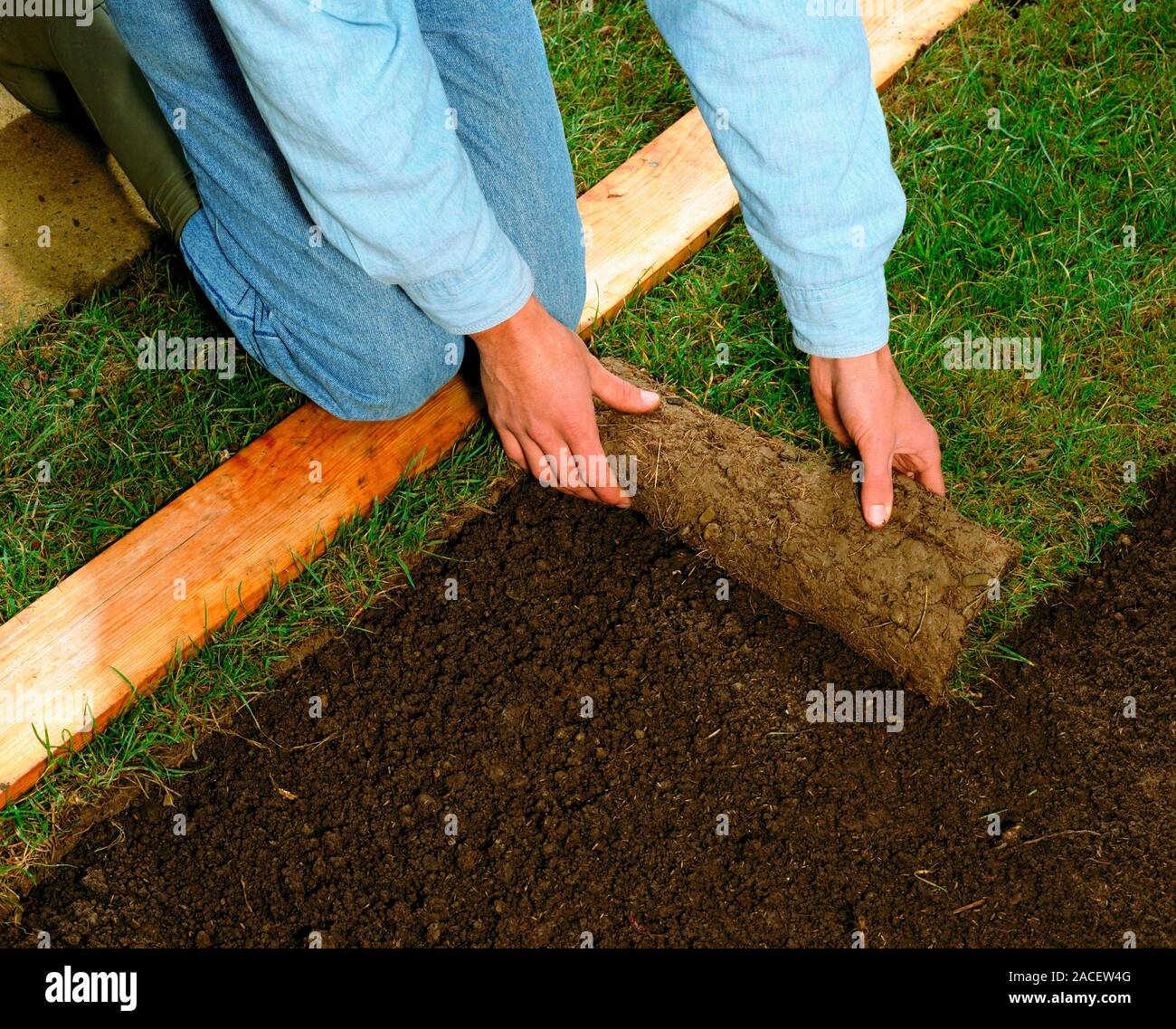Rolling out turf for a lawn in a garden Stock Photo - Alamy