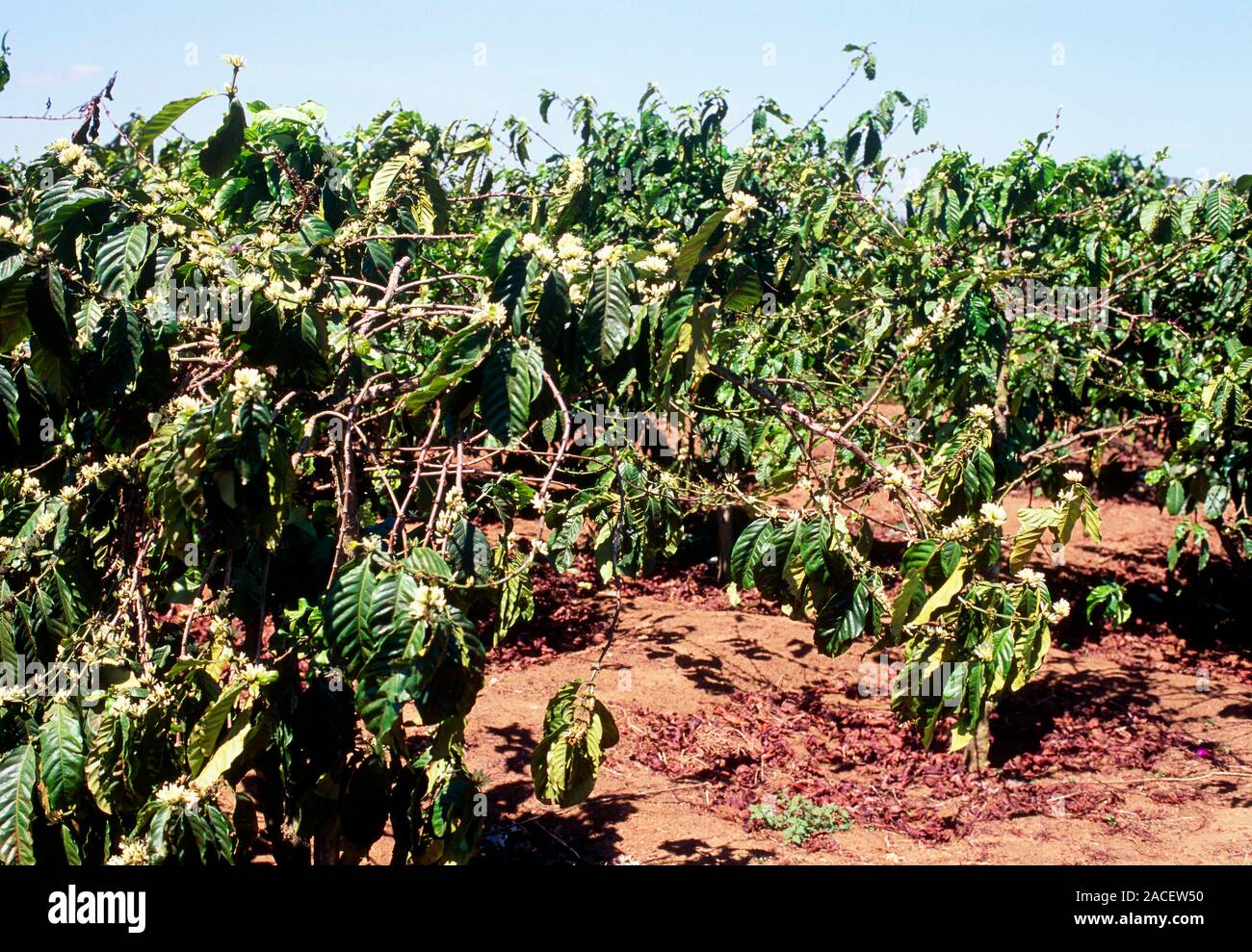 Robusta coffee plants (Coffea canephora). This is an inferior coffee ...