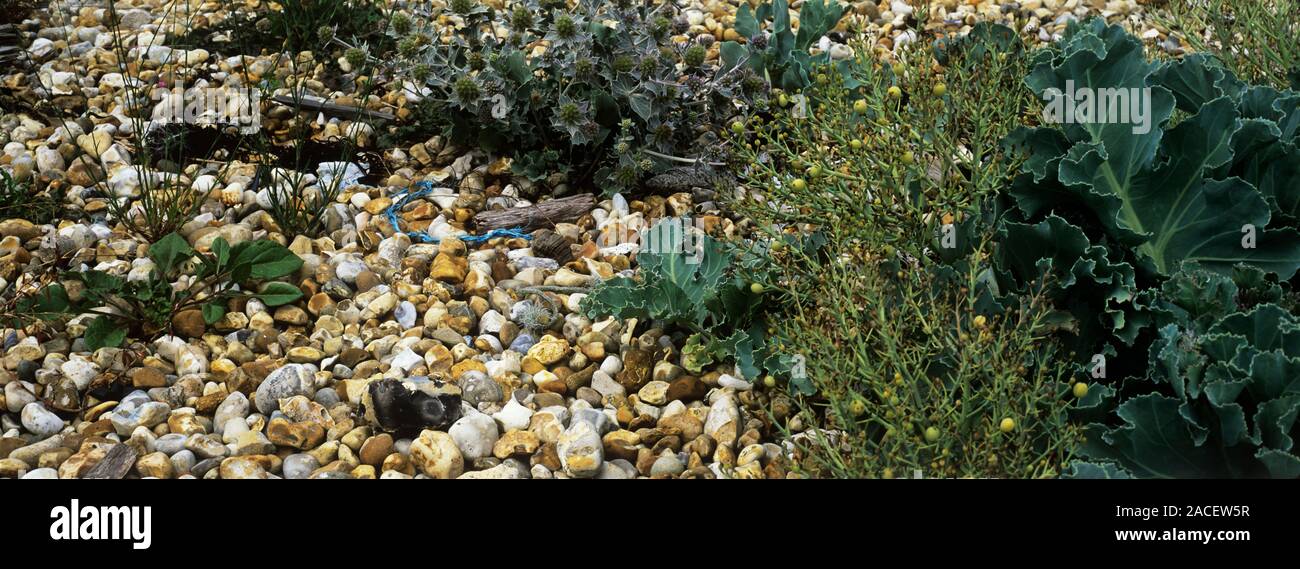 Shingle beach habitat. Coastal plant species in a man-made shingle ...