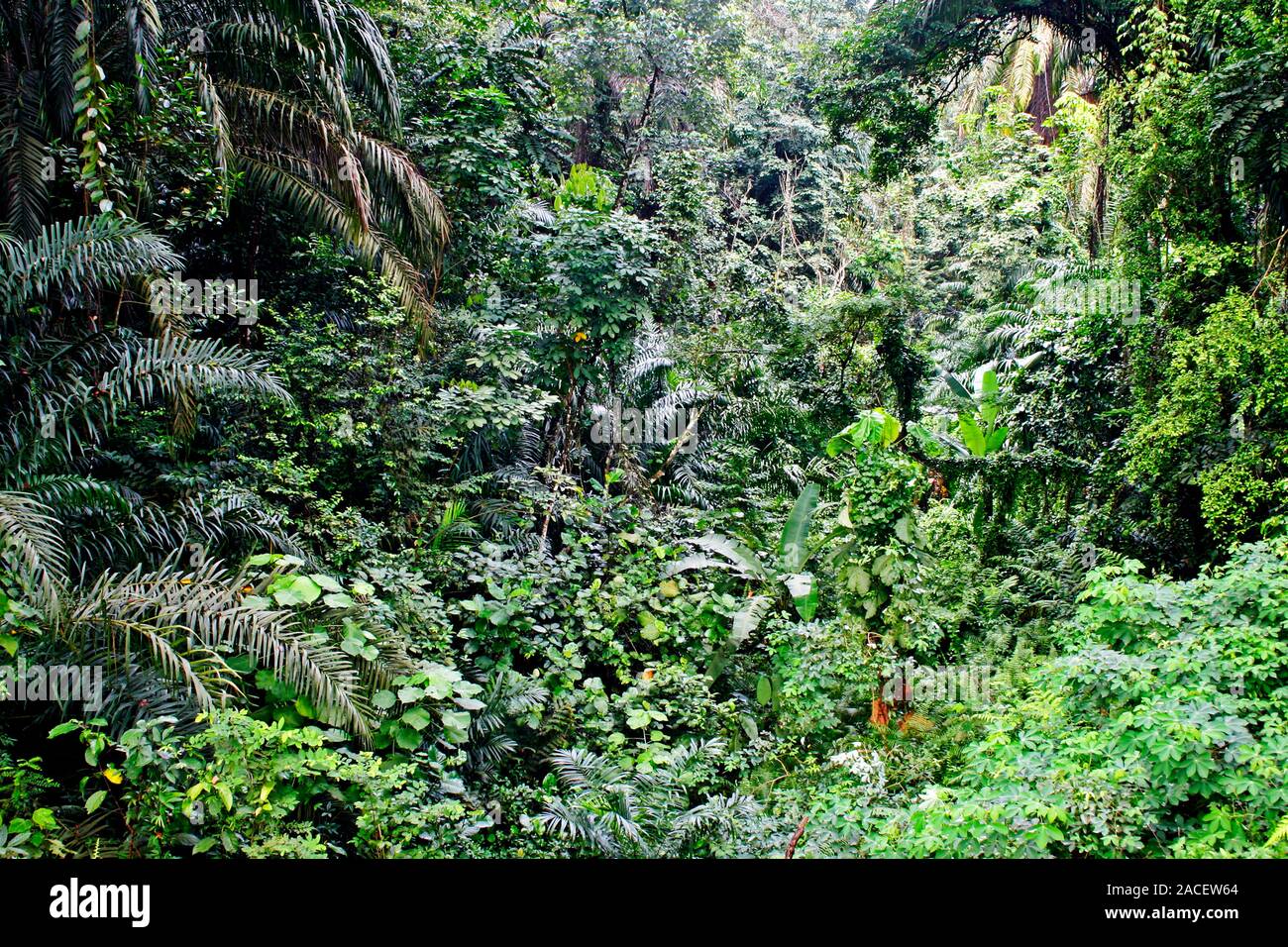 Urban rainforest. Plants and trees in an artificial rainforest in a ...