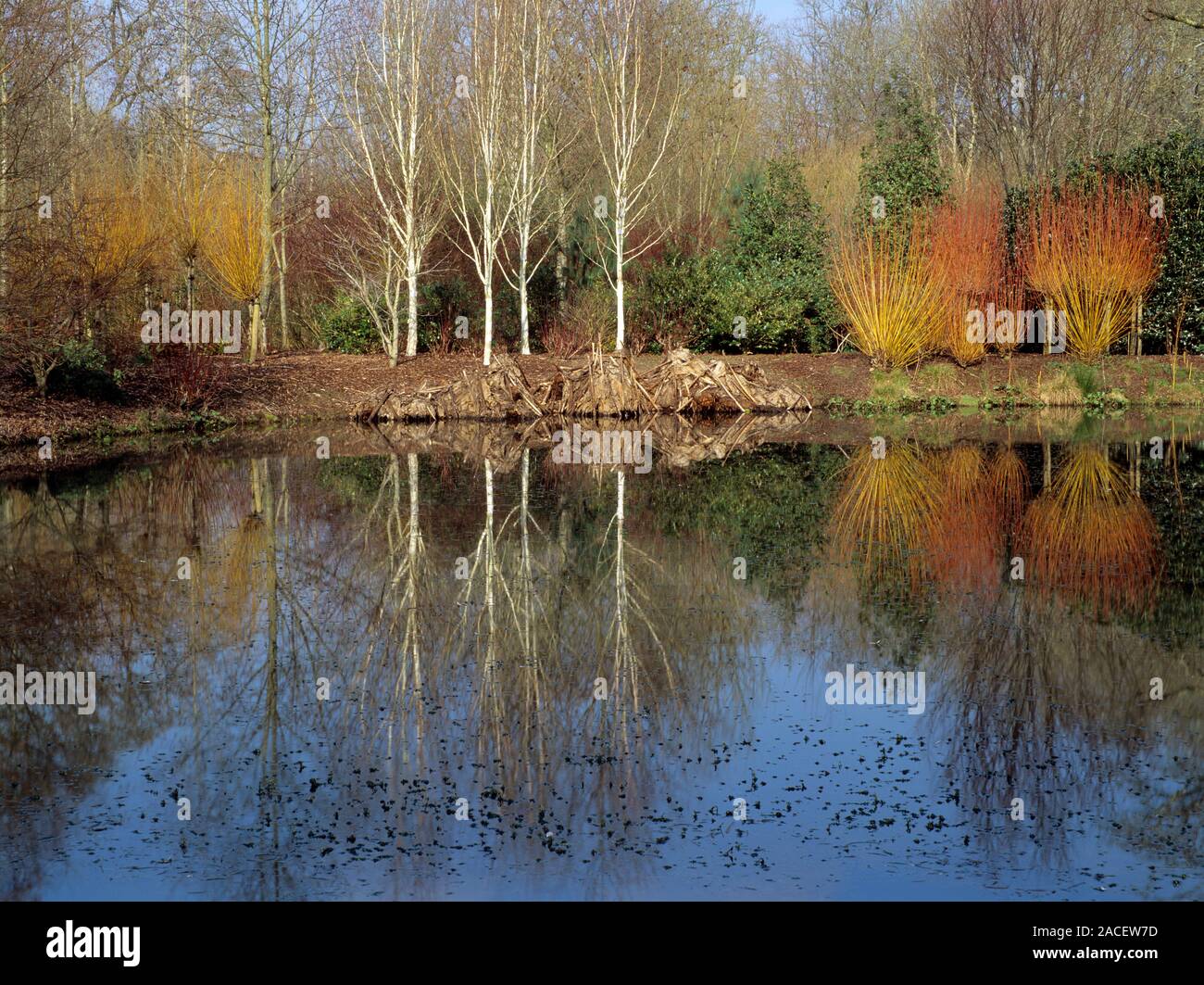 Winter colour at RHS Rosemoor. Winter stem colours reflected in lake ...